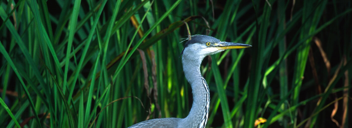 Wildlife and conservation - Cardiff Harbour Authority